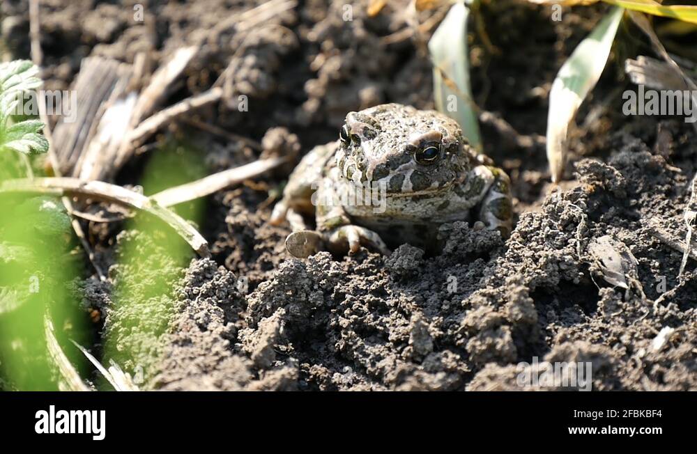 Toad in soil Stock Videos & Footage - HD and 4K Video Clips - Alamy