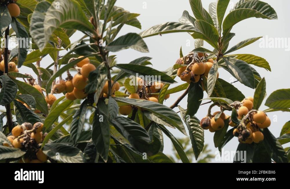 Rotten fruit tree Stock Videos & Footage - HD and 4K Video Clips - Alamy