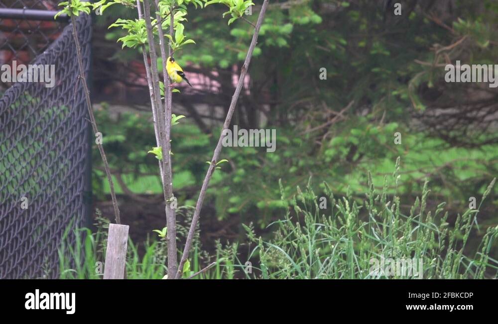 Yellow sparrows Stock Videos & Footage - HD and 4K Video Clips - Alamy