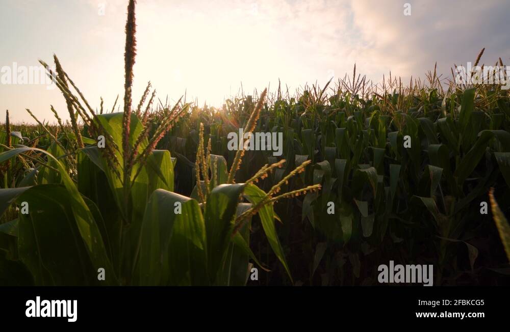 Health rural mexico Stock Videos & Footage - HD and 4K Video Clips - Alamy
