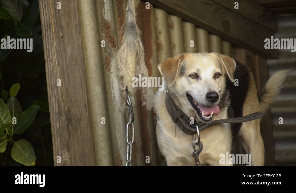 Tail wagging the dog Stock Videos & Footage - HD and 4K Video Clips - Alamy