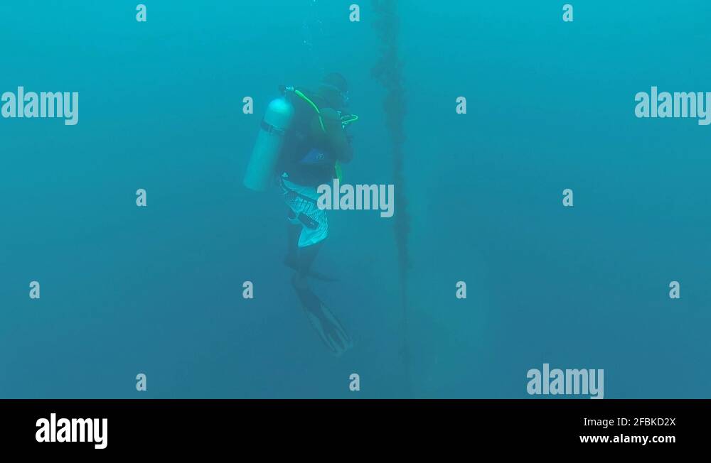 Scuba diver slowly ascending next to rope full of algae in the Solomon ...
