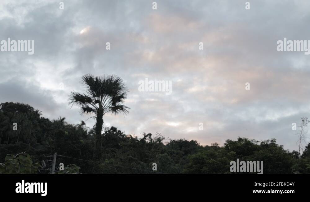 Buri leaves Stock Videos & Footage - HD and 4K Video Clips - Alamy