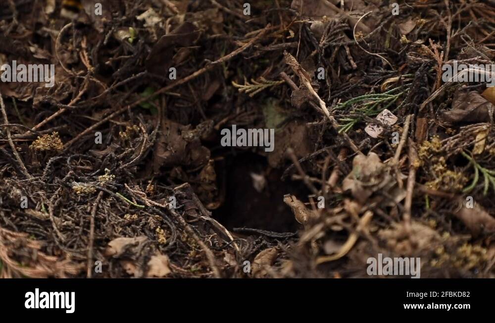 Ground nesting insects Stock Videos & Footage - HD and 4K Video Clips ...