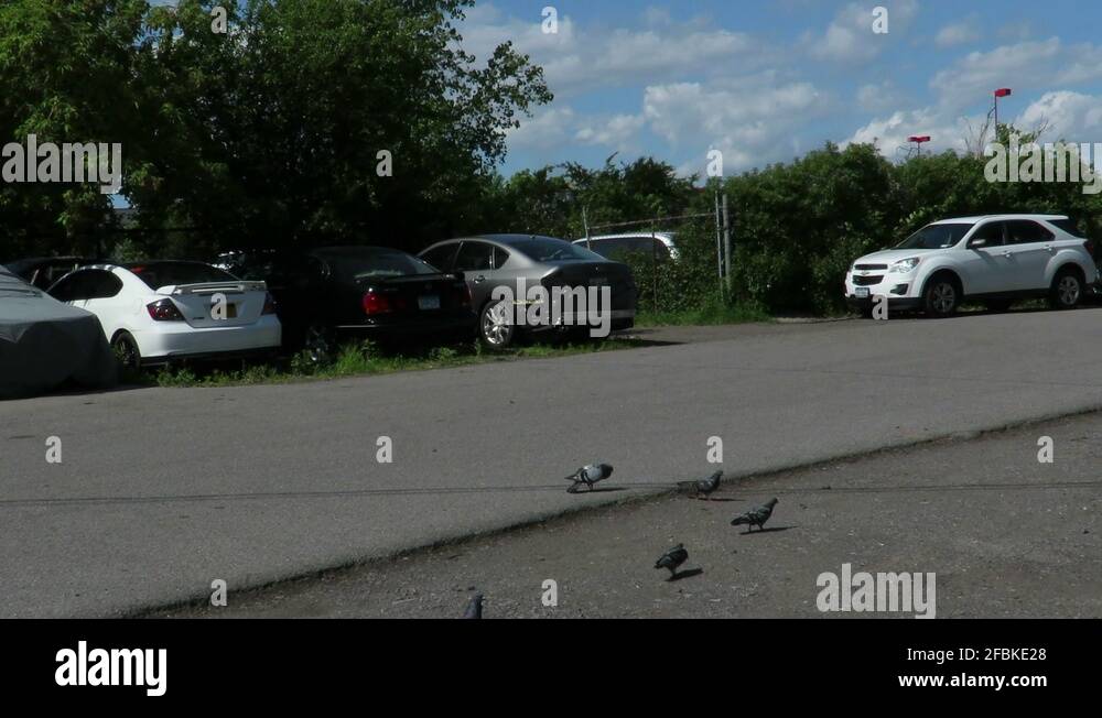 Wild pigeons Stock Videos & Footage - HD and 4K Video Clips - Alamy