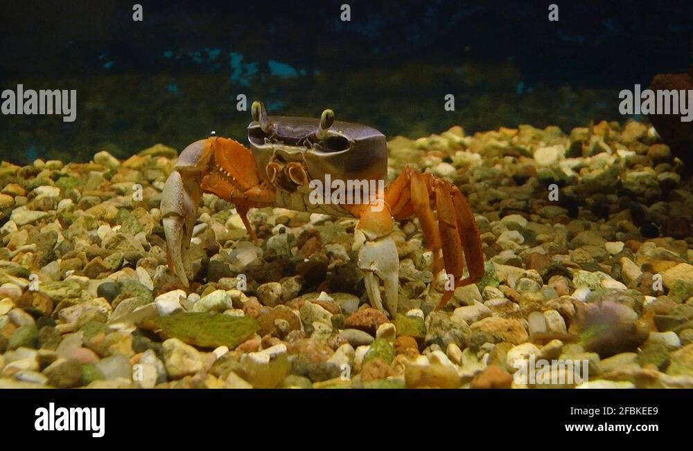 Moon crab underwater Stock Videos & Footage - HD and 4K Video Clips - Alamy