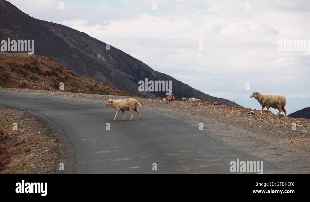Sheep crossing the roadway Stock Videos & Footage - HD and 4K Video Clips - Alamy