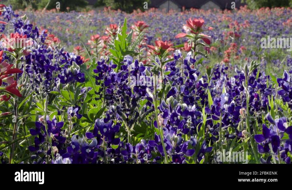 Native wild plant field flora Stock Videos & Footage - HD and 4K Video ...