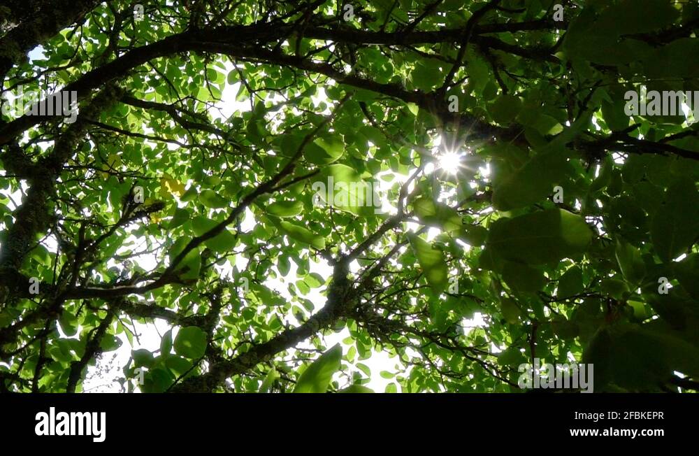 Sun beams shine trees Stock Videos & Footage - HD and 4K Video Clips ...