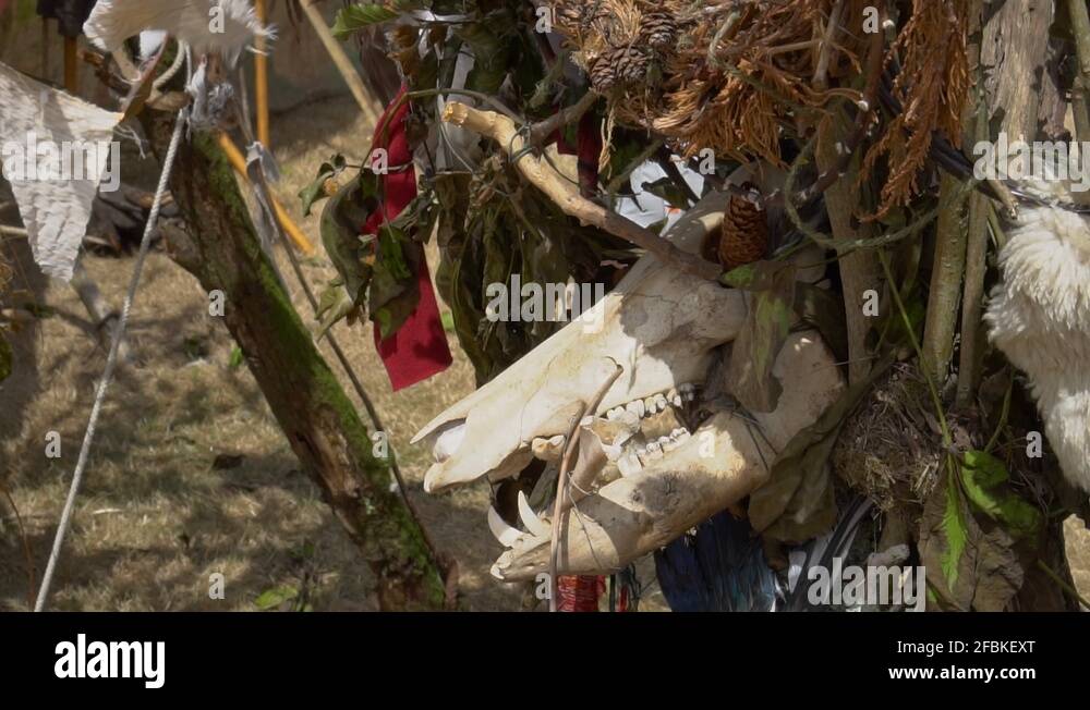 Strange pig Stock Videos & Footage - HD and 4K Video Clips - Alamy