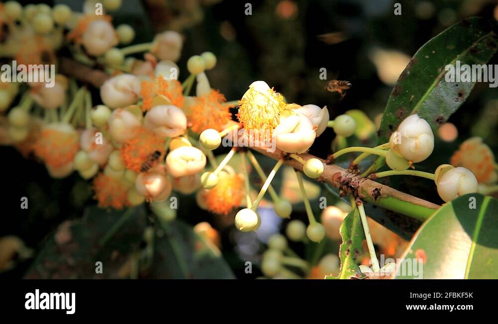 Natural pollination Stock Videos & Footage - HD and 4K Video Clips - Alamy
