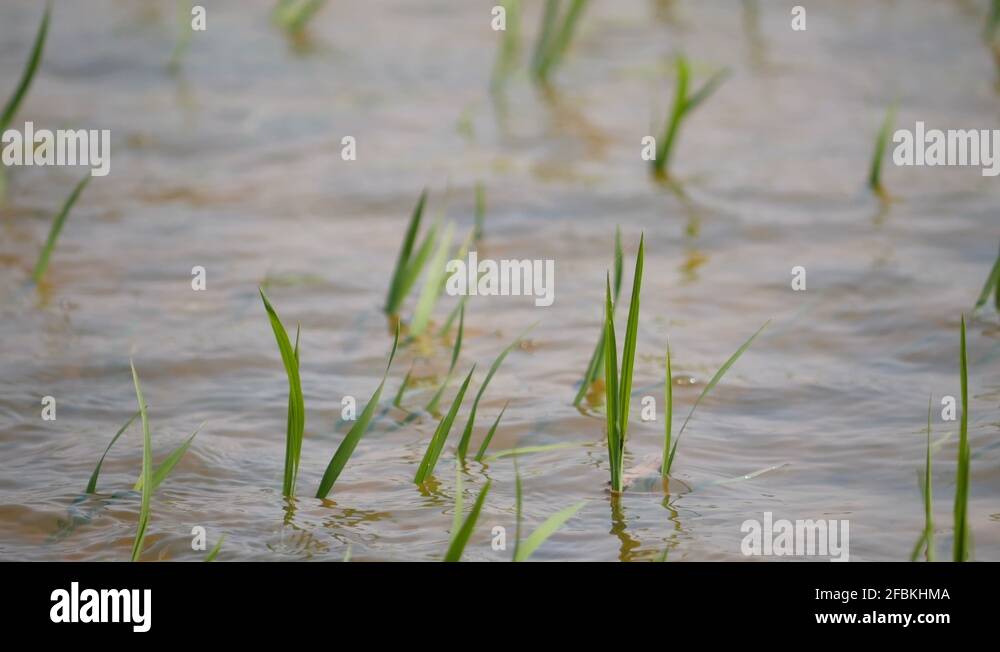 Rain caused floods and damage to agricultural crops Stock Video Footage ...