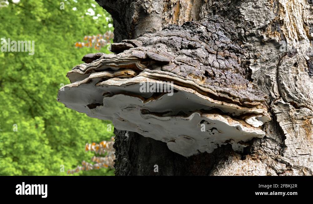 Fungus on oak tree trunk Stock Videos & Footage - HD and 4K Video Clips ...