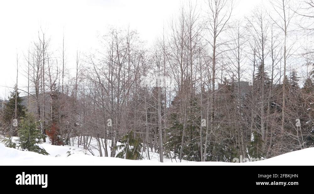 Winter snow and snow landscape Stock Videos & Footage - HD and 4K Video ...