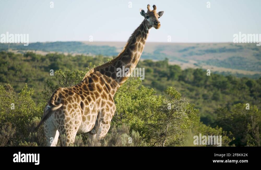 Predators endangered species Stock Videos & Footage - HD and 4K Video ...