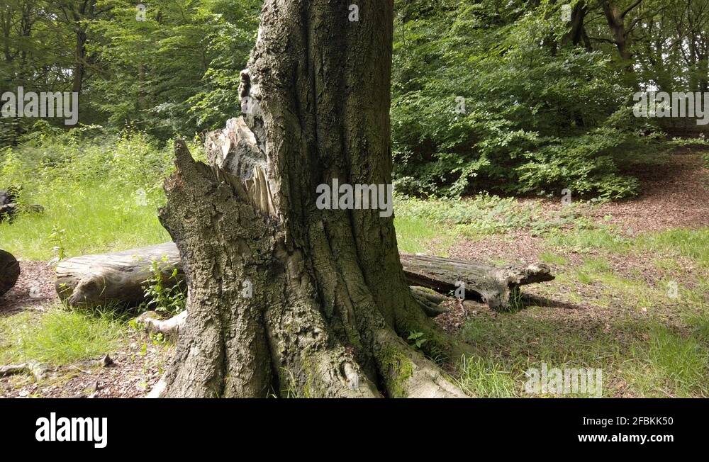 Chopped tree branches Stock Videos & Footage - HD and 4K Video Clips ...