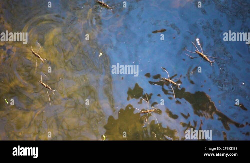 Water boatmen Stock Videos & Footage - HD and 4K Video Clips - Alamy