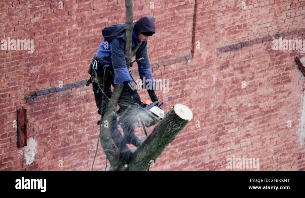 Arborist Pruning Large Tree Stock Videos And Footage Hd And 4k Video