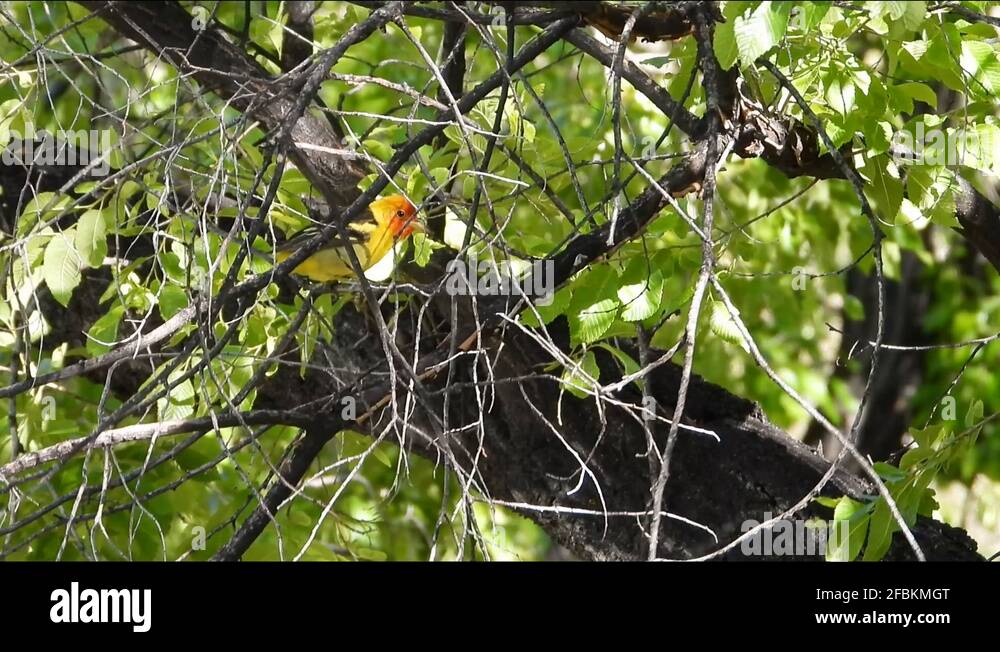 Yellow bird tree Stock Videos & Footage - HD and 4K Video Clips - Alamy