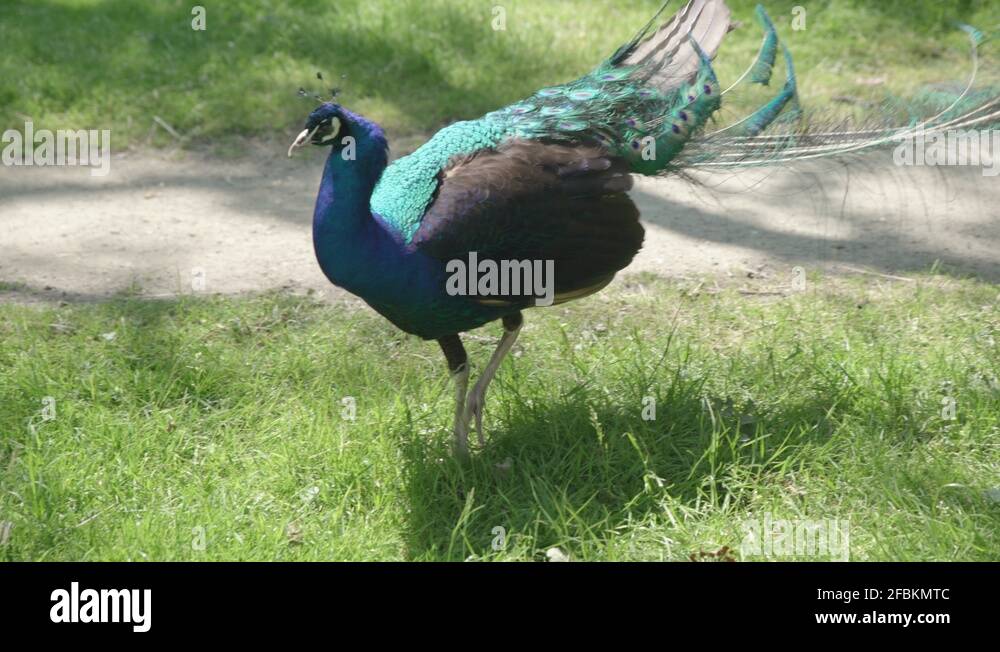Peacock with feathers up Stock Videos & Footage - HD and 4K Video Clips ...
