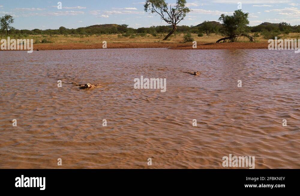 Outback swimming hole australia Stock Videos & Footage - HD and 4K ...