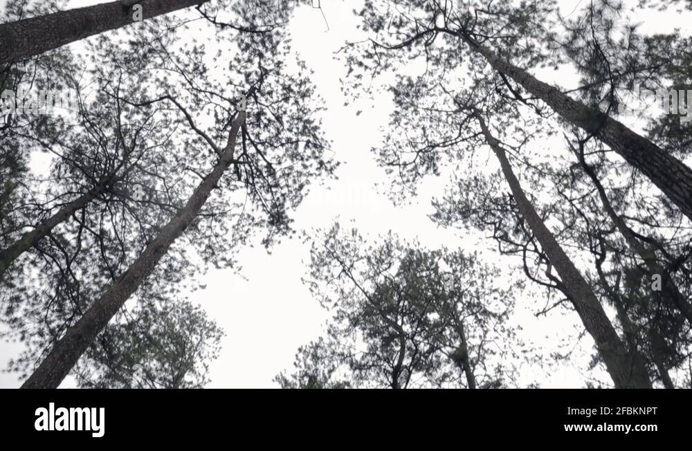 Baguio benguet Stock Videos & Footage - HD and 4K Video Clips - Alamy