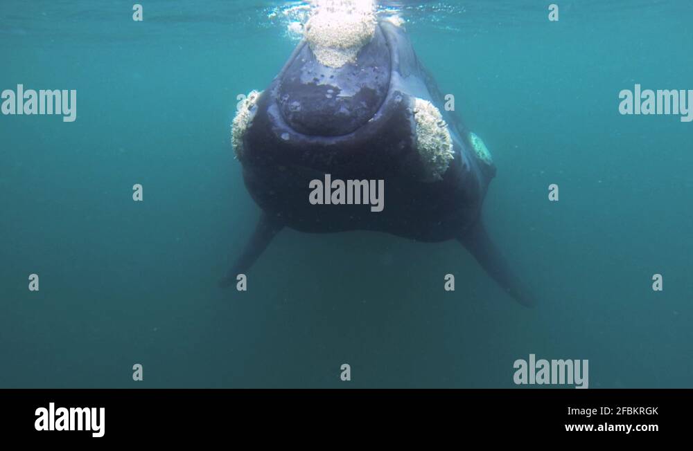 Southern right whale Stock Videos & Footage - HD and 4K Video Clips - Alamy