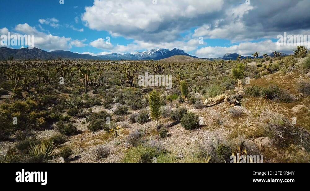 Desert landscape with trees Stock Videos & Footage - HD and 4K Video ...