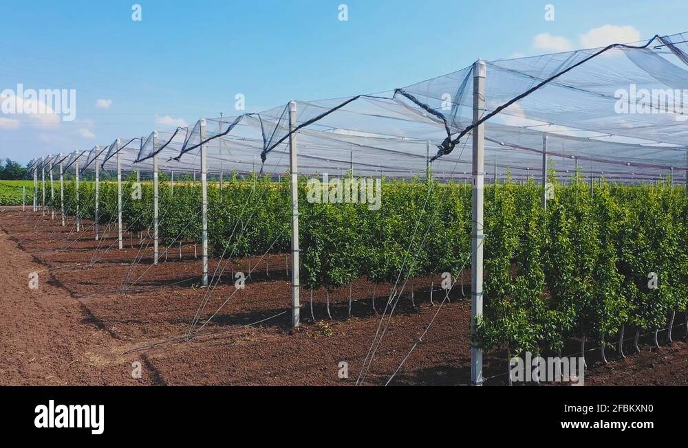 Gardening techniques Stock Videos & Footage - HD and 4K Video Clips - Alamy