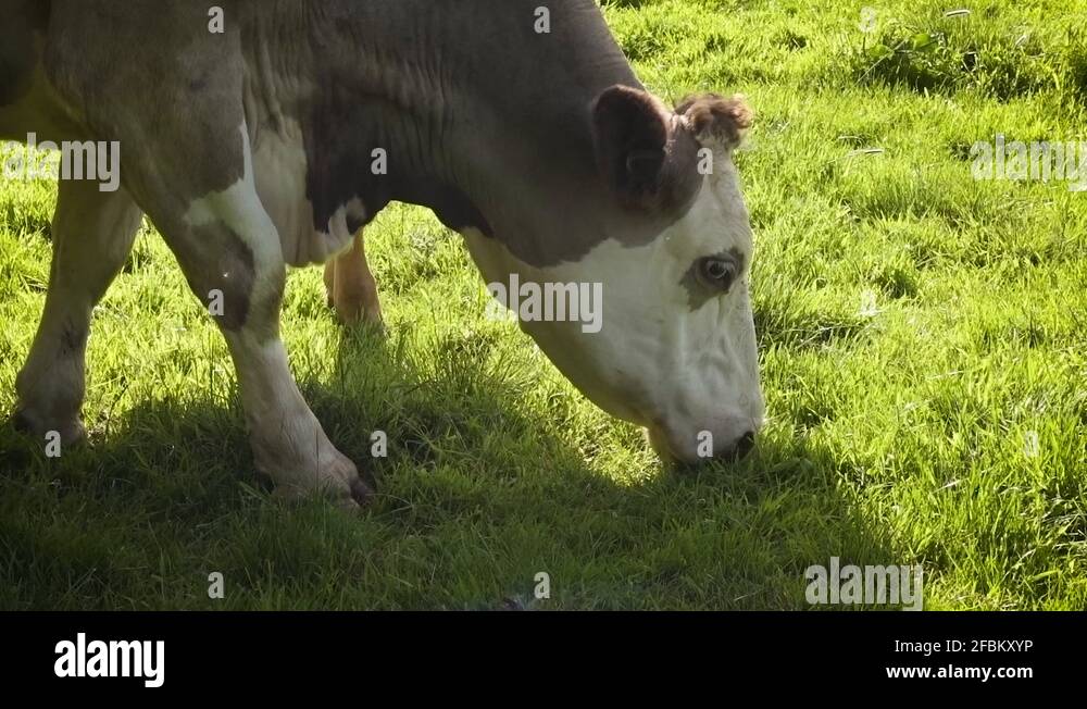 Simmental cow grass Stock Videos & Footage - HD and 4K Video Clips - Alamy