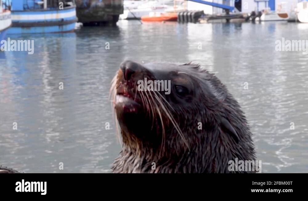 Most popular seal Stock Videos & Footage - HD and 4K Video Clips - Alamy
