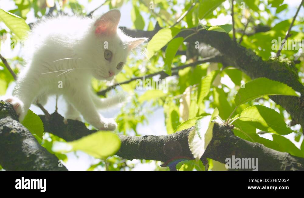 CLOSE UP, LENS FLARE: White baby cat carefully walking along a tree ...