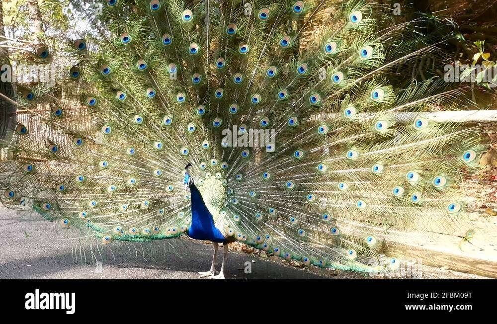 Spreading tail Stock Videos & Footage - HD and 4K Video Clips - Alamy Spreading tail Stock Videos & Footage - HD and 4K Video Clips - Alamy