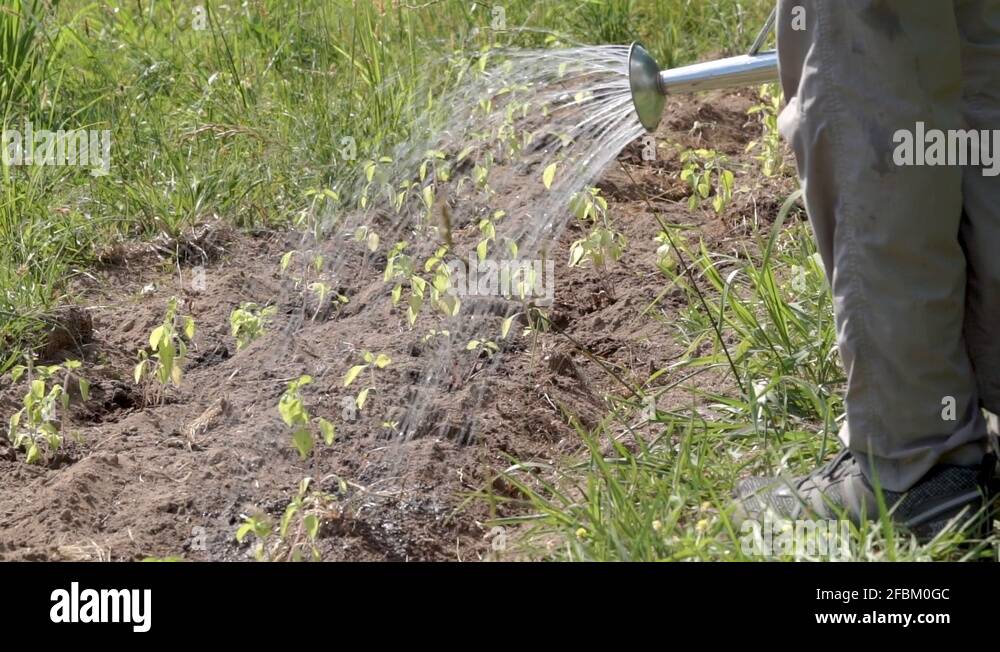 Naturopathic medicine Stock Videos & Footage - HD and 4K Video Clips ...