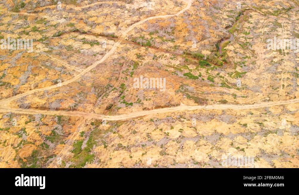 Oil plam plantation Stock Videos & Footage - HD and 4K Video Clips - Alamy