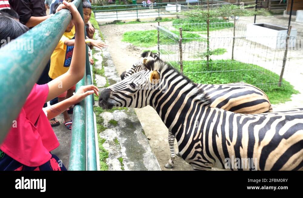 Zoo texture Stock Videos & Footage - HD and 4K Video Clips - Alamy