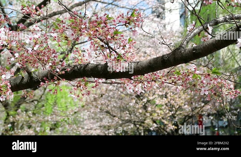 Hanami in japan Stock Videos & Footage - HD and 4K Video Clips - Alamy