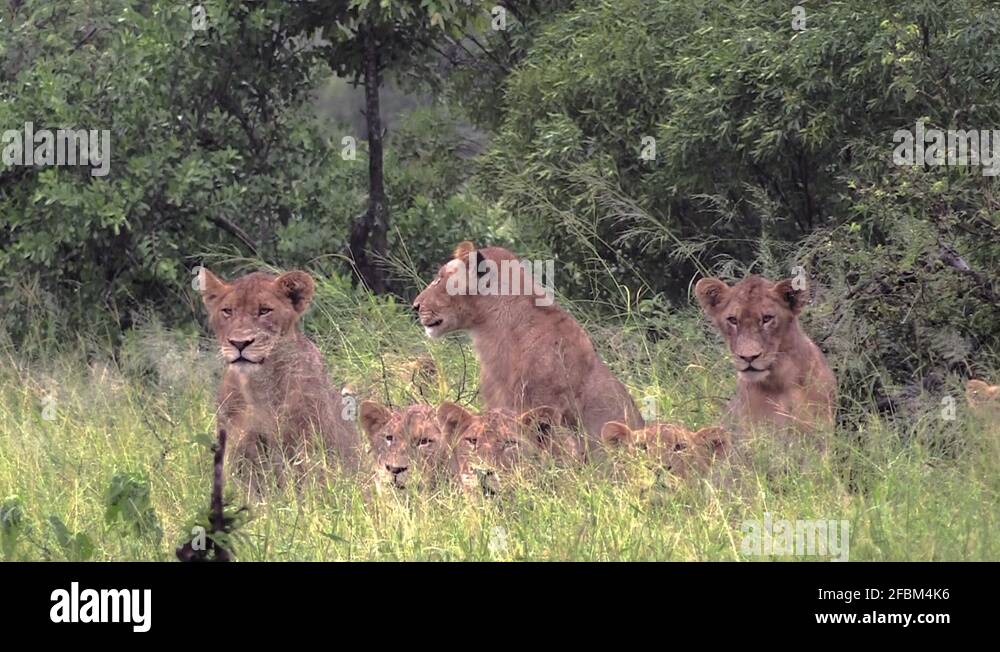 Return of the lions Stock Videos & Footage - HD and 4K Video Clips - Alamy
