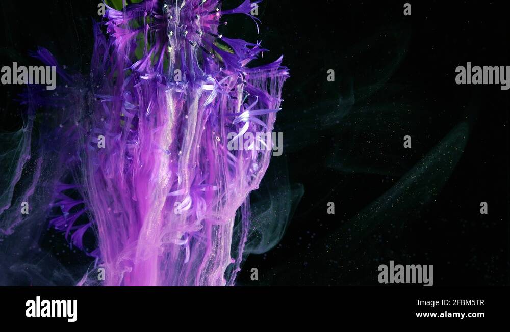 Violet pigment Stock Videos & Footage - HD and 4K Video Clips - Alamy