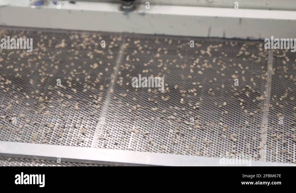 Seed Divider Shaking in Slow Motion to Divide Smallest Seeds from ...