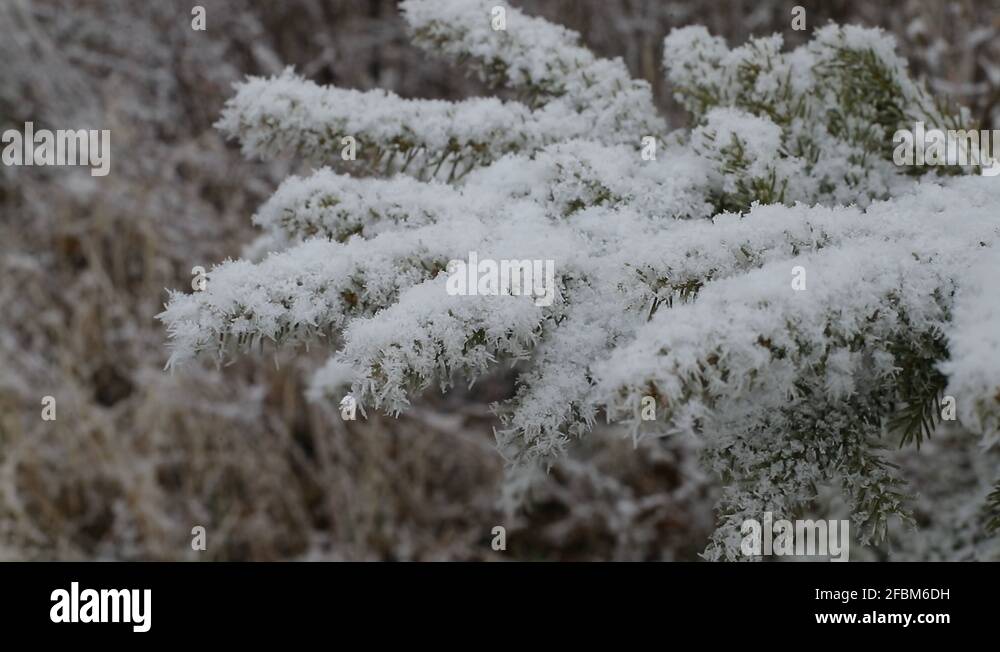 Tree branch structures Stock Videos & Footage - HD and 4K Video Clips ...
