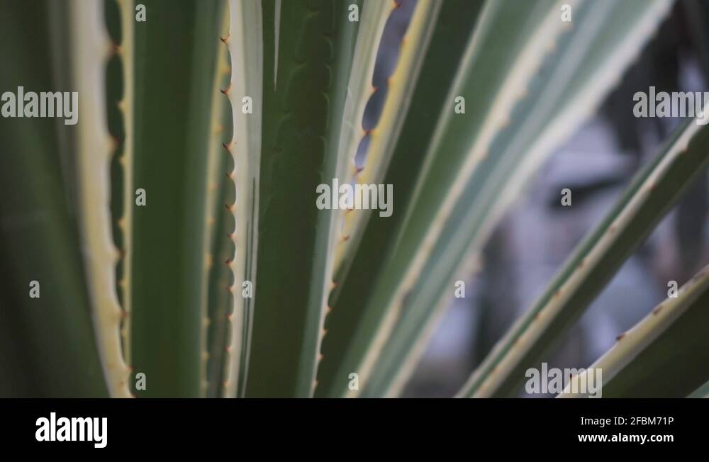 Cacti cactus Stock Videos & Footage - HD and 4K Video Clips - Alamy