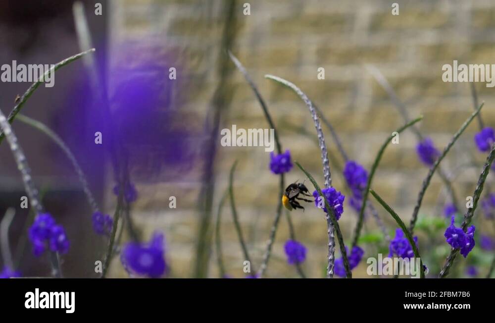 Flower hunting Stock Videos & Footage - HD and 4K Video Clips - Alamy