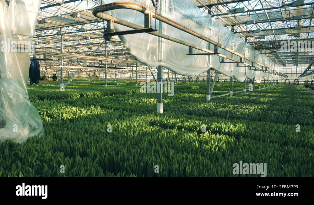 Industrial plants plantations Stock Videos & Footage - HD and 4K Video Clips - Alamy