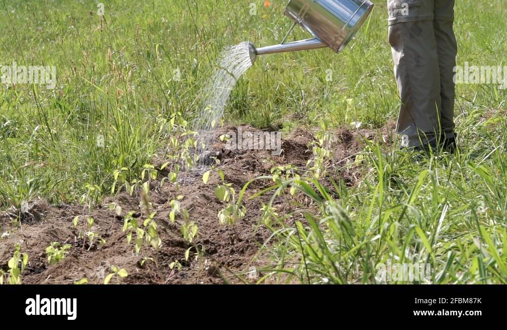 Tulsi plants Stock Videos & Footage - HD and 4K Video Clips - Alamy