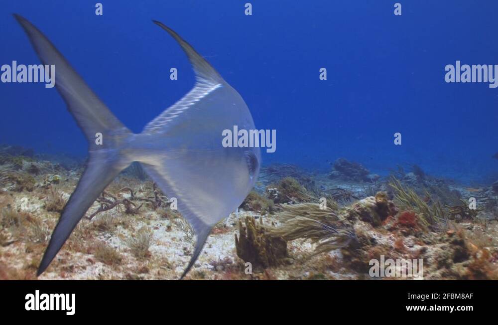 Palometa fish Stock Videos & Footage - HD and 4K Video Clips - Alamy