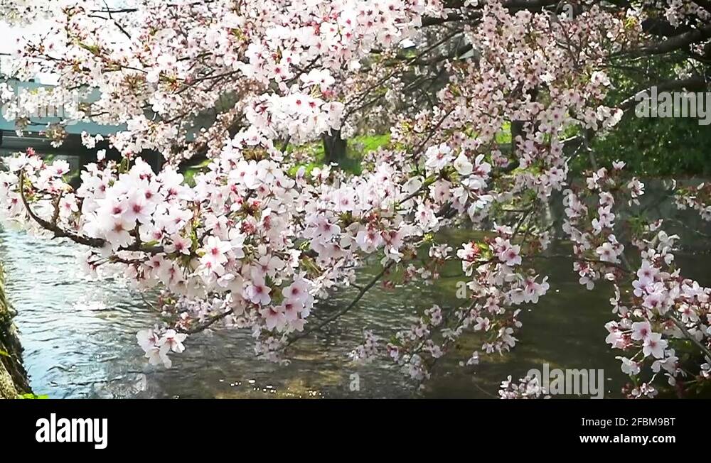 Japan cherry blossom hanami Stock Videos & Footage - HD and 4K Video ...