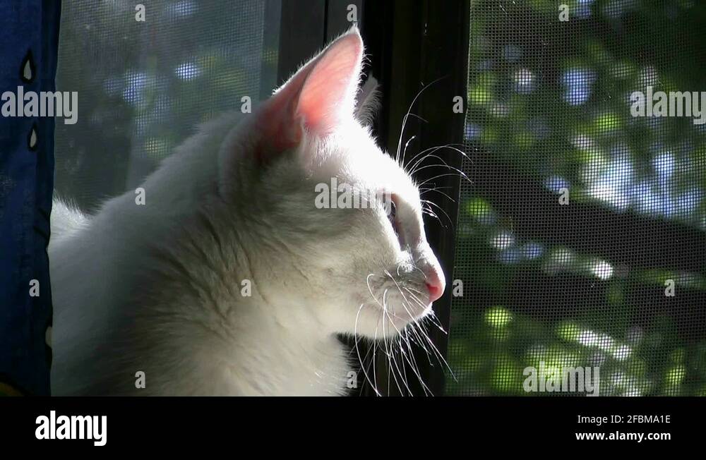 Cat on ledge Stock Videos & Footage - HD and 4K Video Clips - Alamy