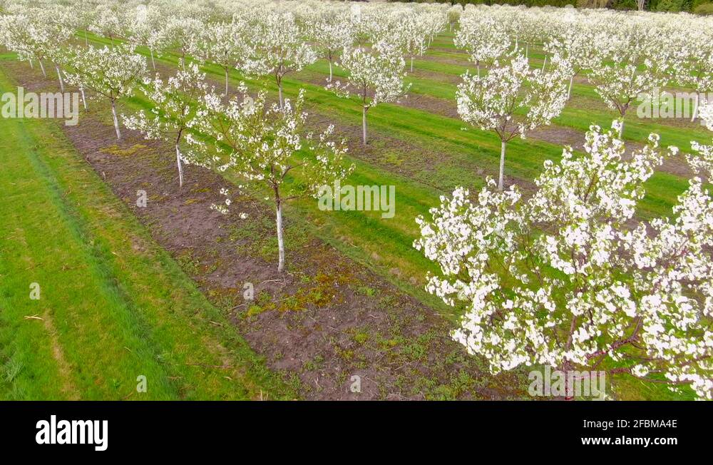 Blossoming cherry trees cherry orchard Stock Videos & Footage - HD and ...