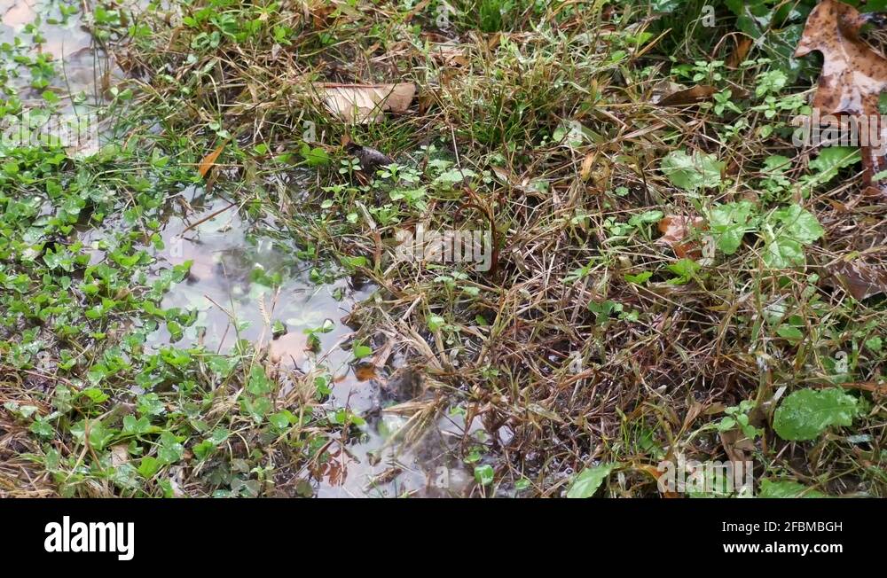 Puddle of rain water Stock Videos & Footage - HD and 4K Video Clips - Alamy